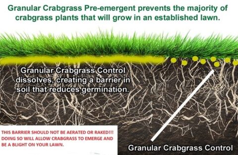Controlling crabgrass with Pre Emergent - Green Side Up